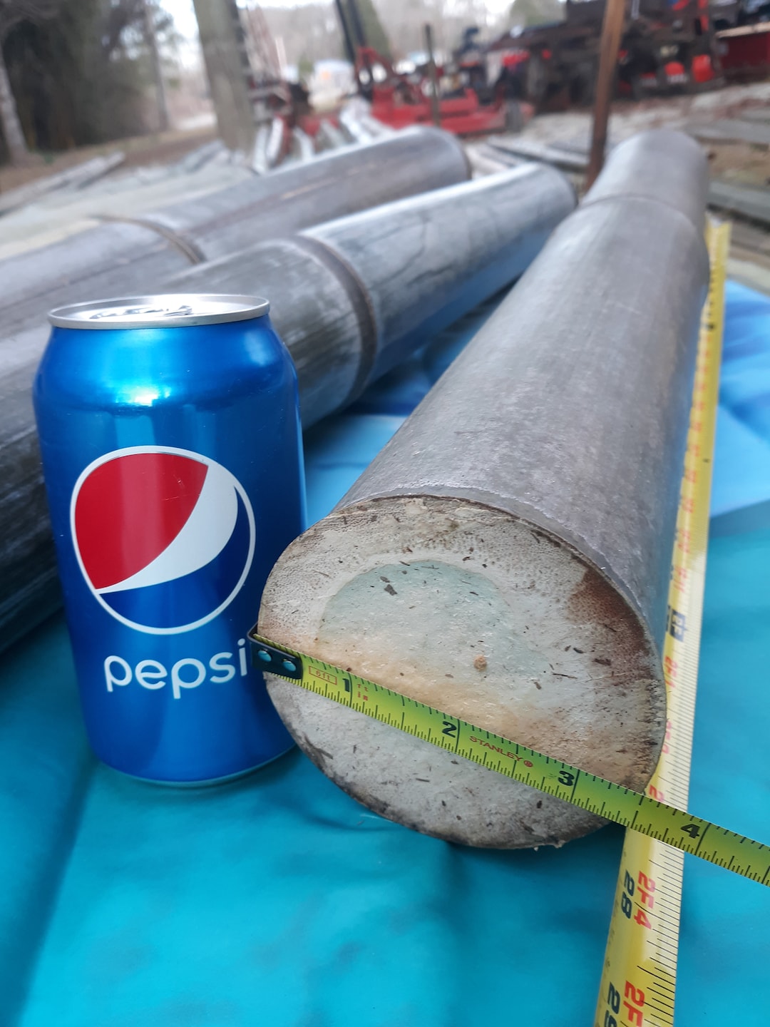 3.5" Fresh Cut Bamboo - Choose From 1 to 8 Feet Long - Etsy