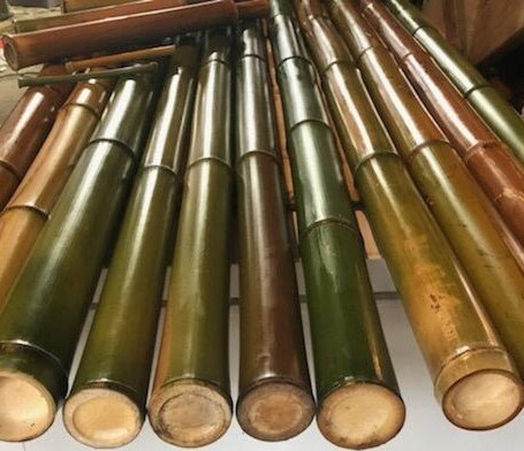 2.5" Fresh Cut Bamboo - Choose From 1 to 8 Feet Long - Etsy