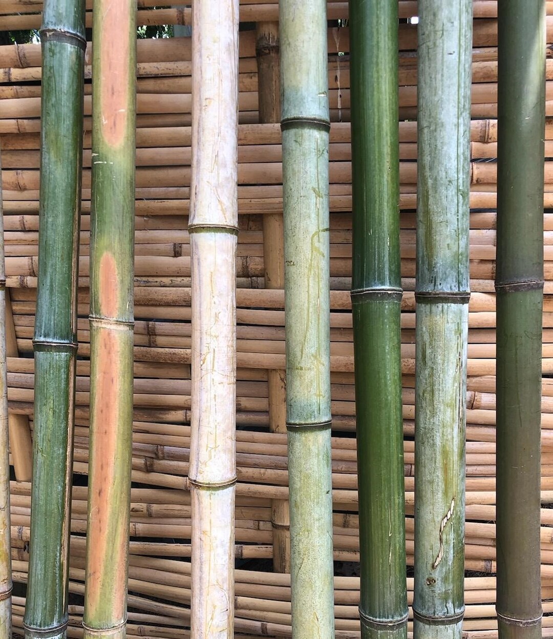 1.5" Fresh Cut Bamboo - Choose From 1 to 8 Feet Long - Etsy