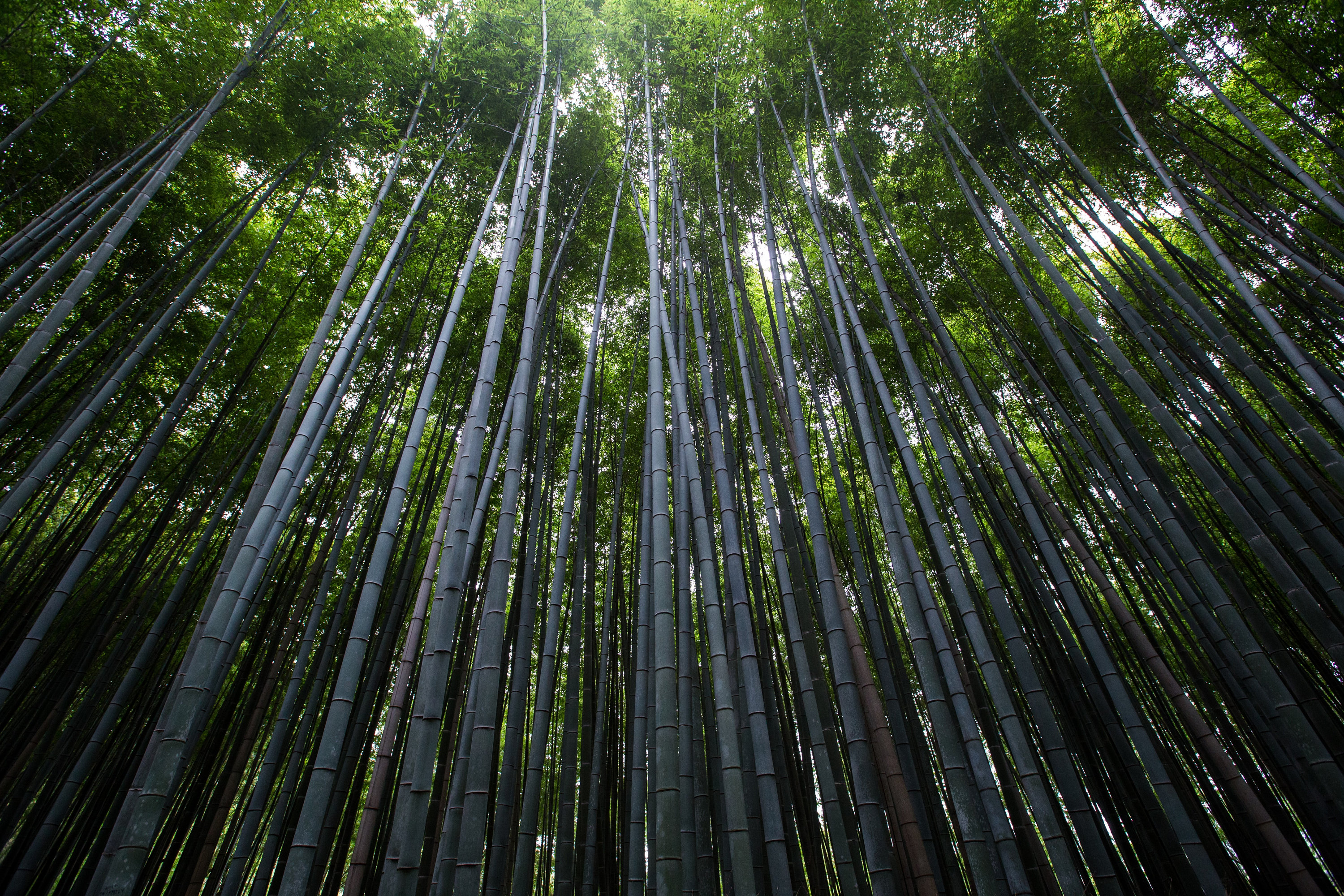 1" Fresh Cut Bamboo - Choose From 1 to 8 Feet Long - Etsy
