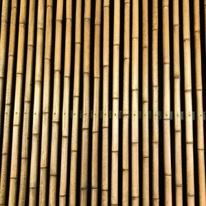 1" Fresh Cut Bamboo - Choose From 1 to 8 Feet Long - Etsy