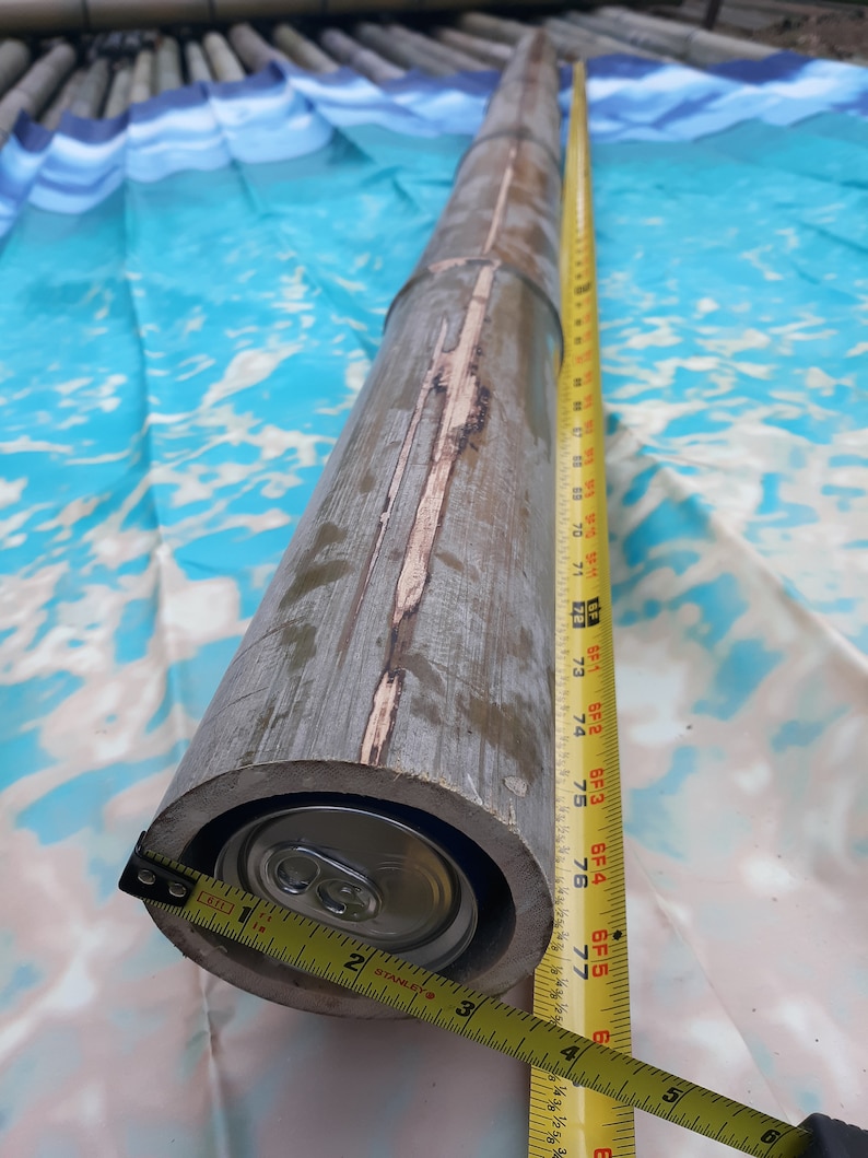 3" Fresh Cut Bamboo - Choose From 1 to 8 Feet Long - Etsy