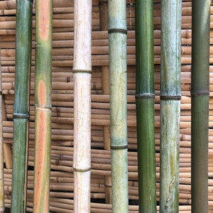 2" Fresh Cut Bamboo - Choose From 1 to 8 Feet Long - Etsy