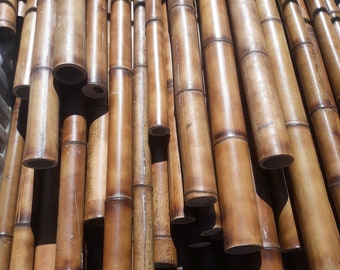 1 Fresh Cut Bamboo Choose From 1 to 8 Feet Long - Etsy