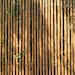 1" Fresh Cut Bamboo - Choose From 1 to 8 Feet Long - Etsy Canada