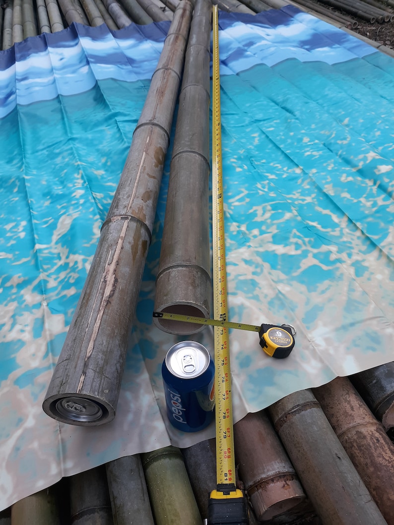 3" Fresh Cut Bamboo - Choose From 1 to 8 Feet Long - Etsy