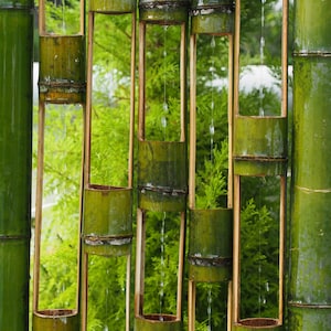 2" Fresh Cut Bamboo - Choose From 1 to 8 Feet Long - Etsy