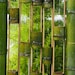 2" Fresh Cut Bamboo - Choose From 1 to 8 Feet Long - Etsy
