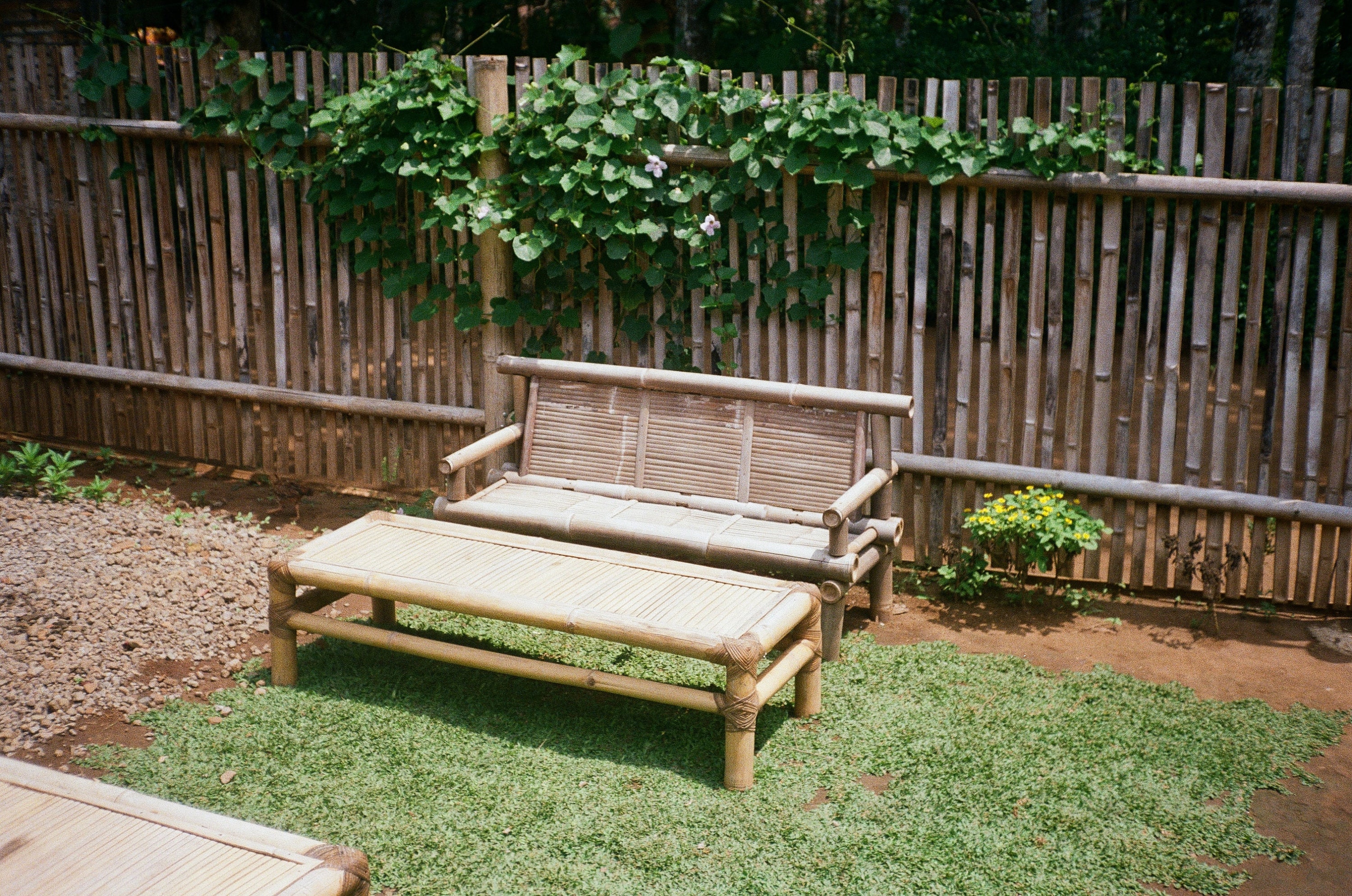 1" Fresh Cut Bamboo - Choose From 1 to 8 Feet Long - Etsy