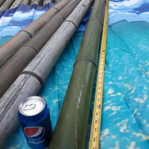 3" Fresh Cut Bamboo - Choose From 1 to 8 Feet Long - Etsy