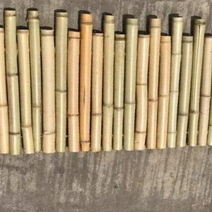 1" Fresh Cut Bamboo - Choose From 1 to 8 Feet Long - Etsy