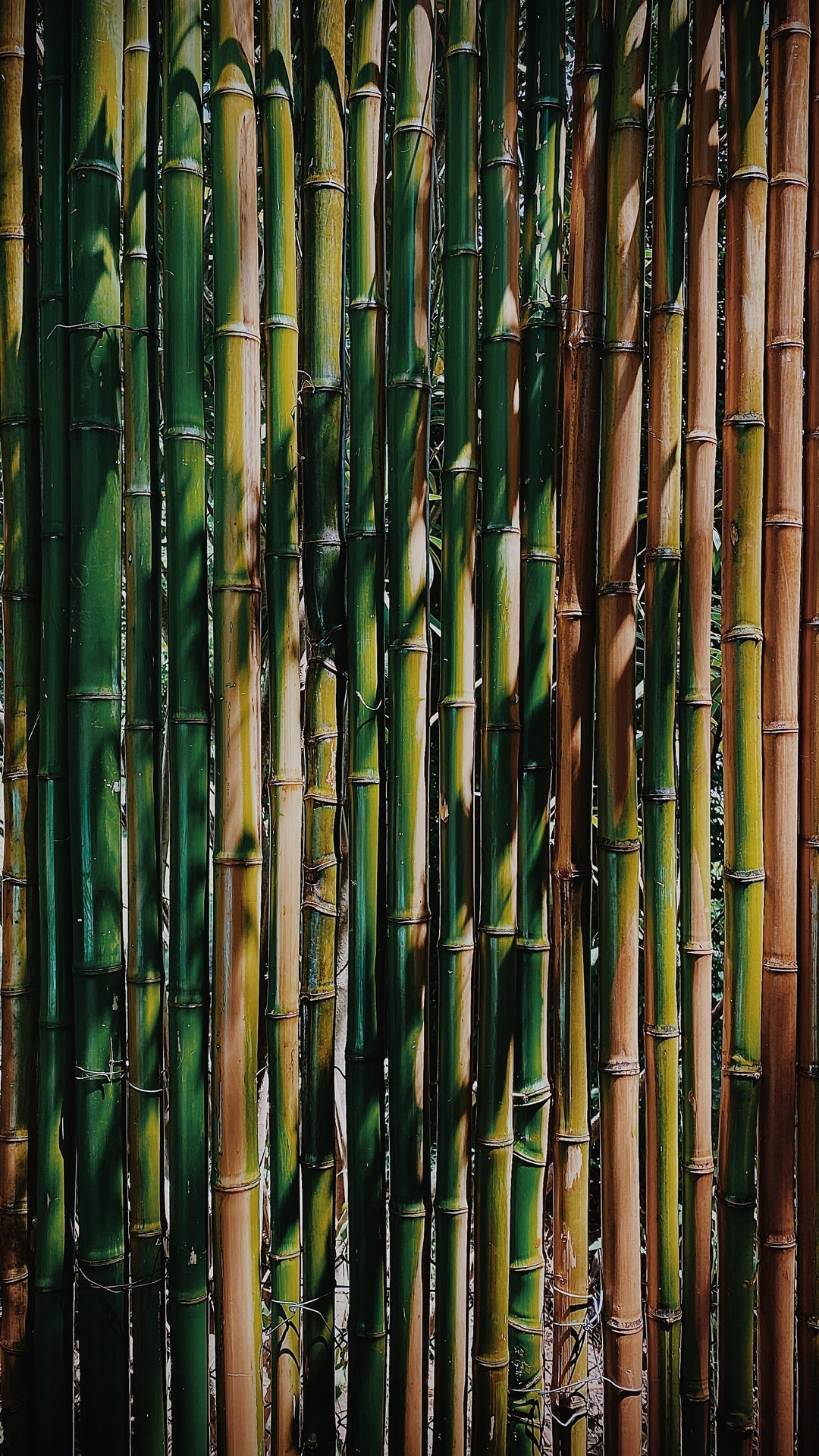 1" Fresh Cut Bamboo - Choose From 1 to 8 Feet Long - Etsy