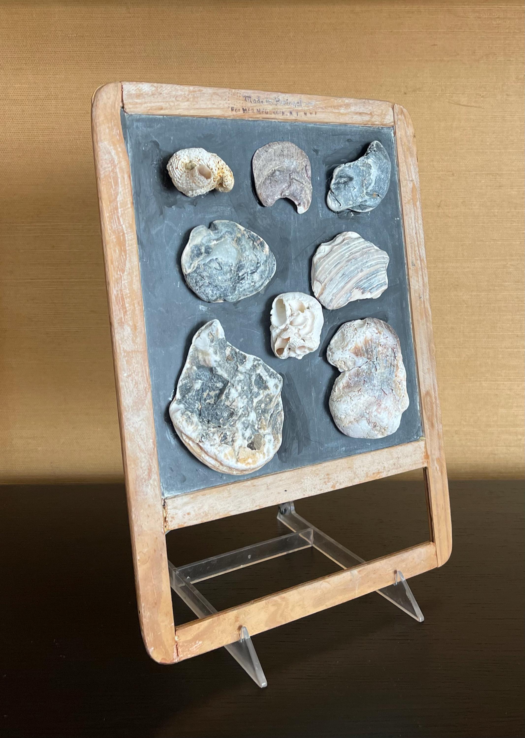 Pacific Ocean Seashell Collection Mounted to Vintage School Chalkboard ...