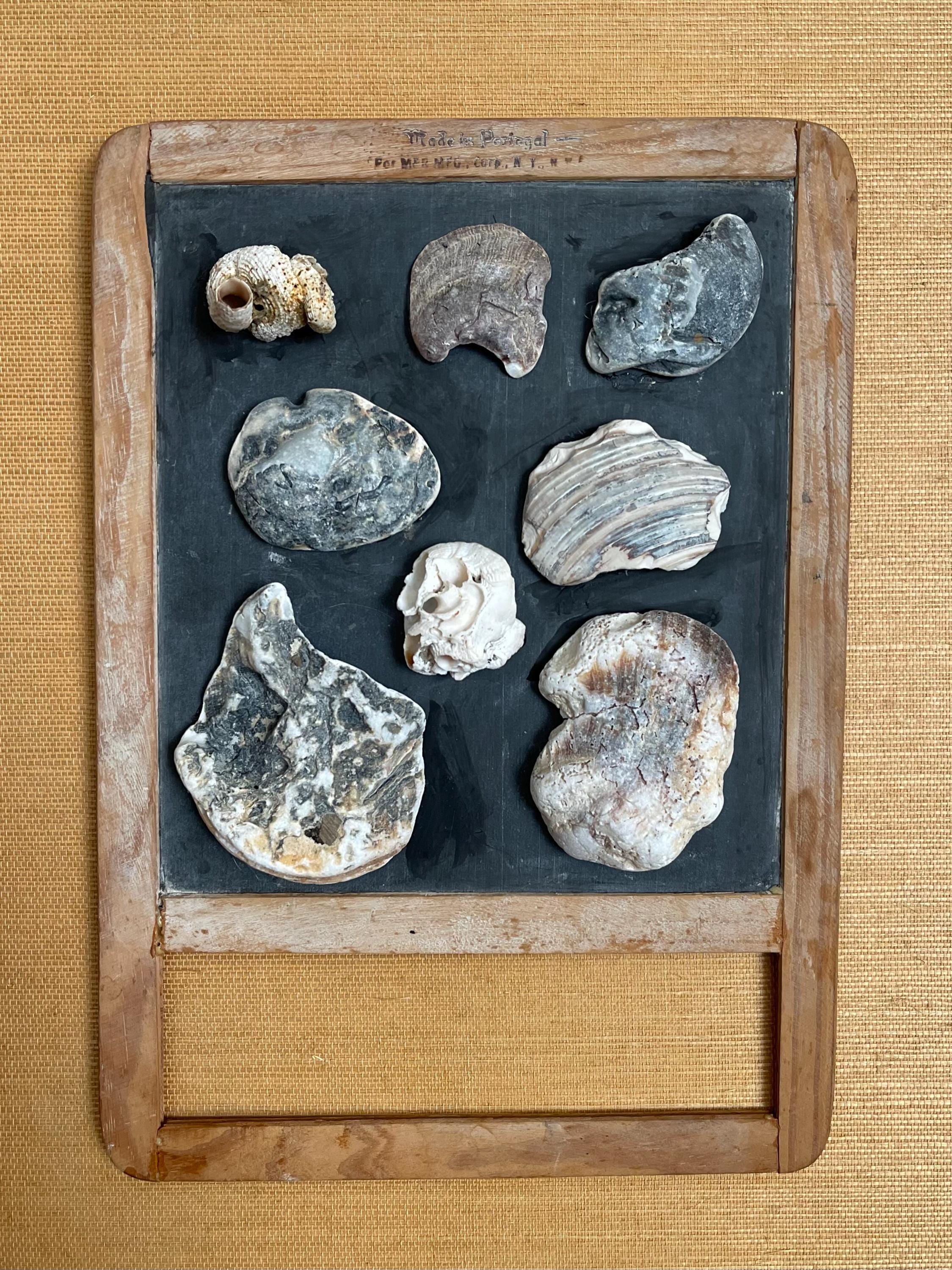 Pacific Ocean Seashell Collection Mounted to Vintage School Chalkboard ...