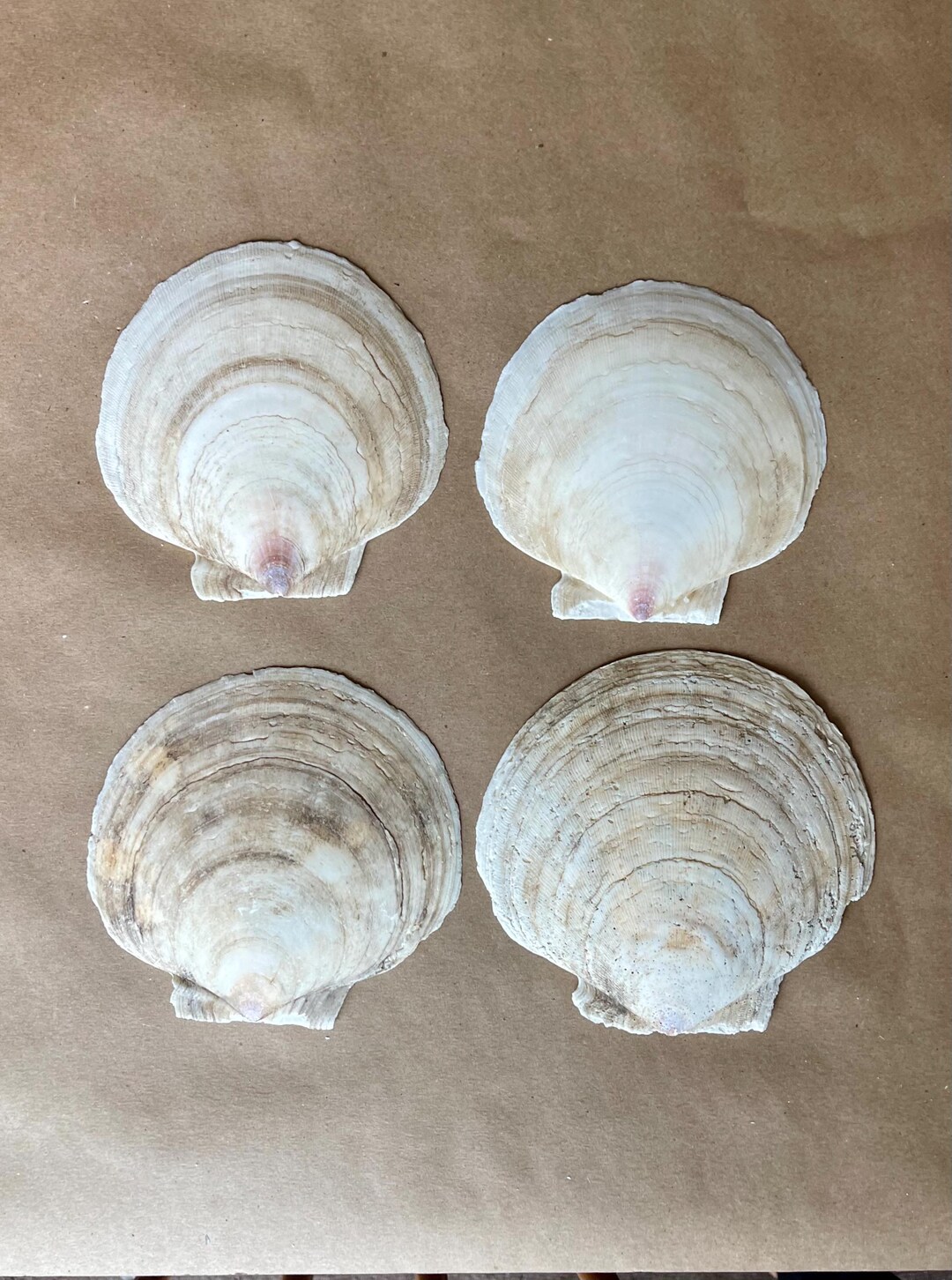 Collection of 4 Large Ivory White Atlantic Sea Scallop Shells Lot 5 - Etsy