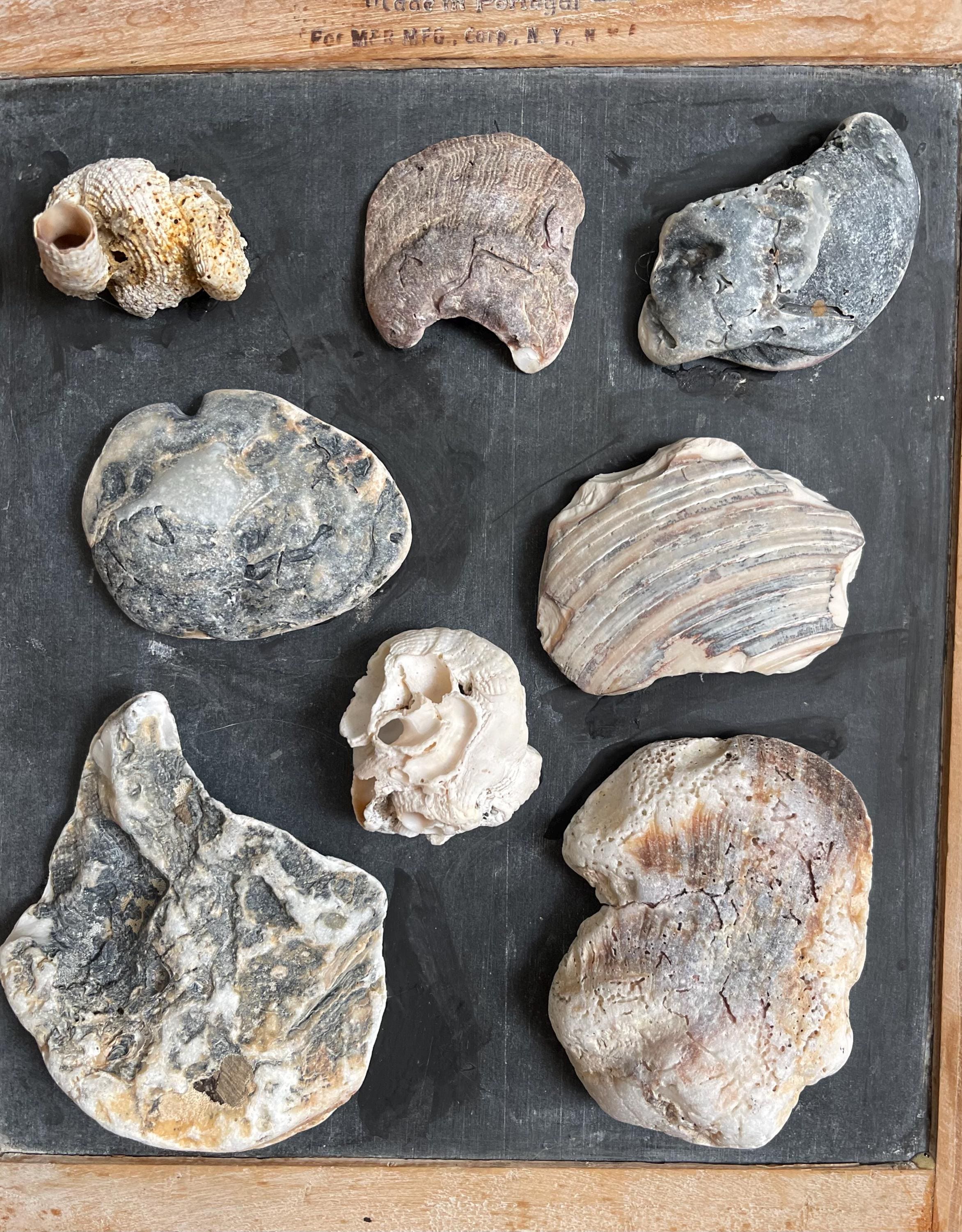 Pacific Ocean Seashell Collection Mounted to Vintage School Chalkboard ...