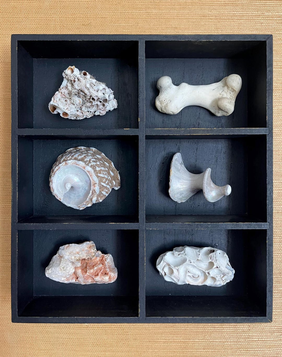 Vintage Black Display Box With Coastal Curiosities - Etsy