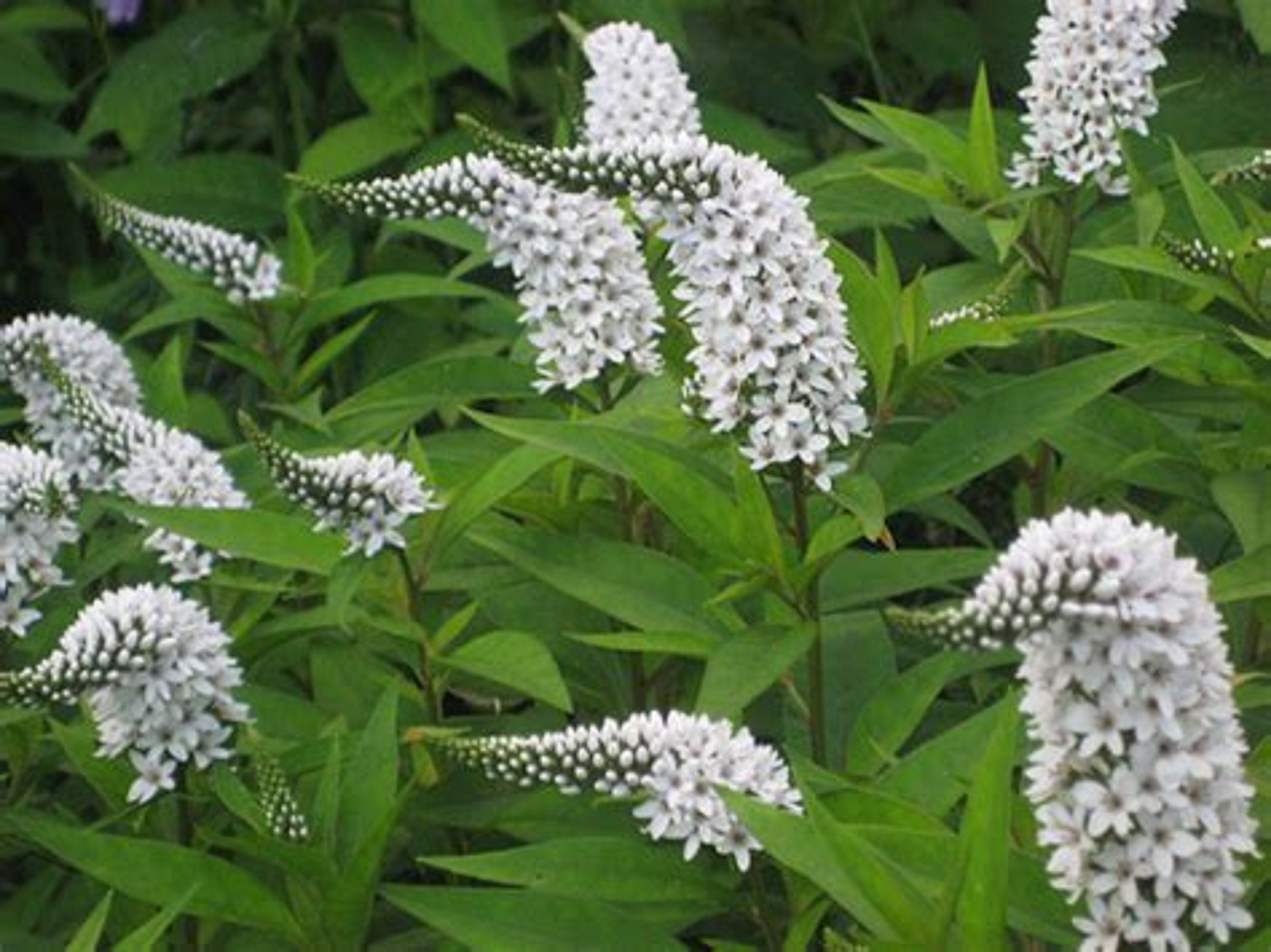 Gooseneck Loosestrife Lysimachia Clethrodes Plant. - Etsy Nederland
