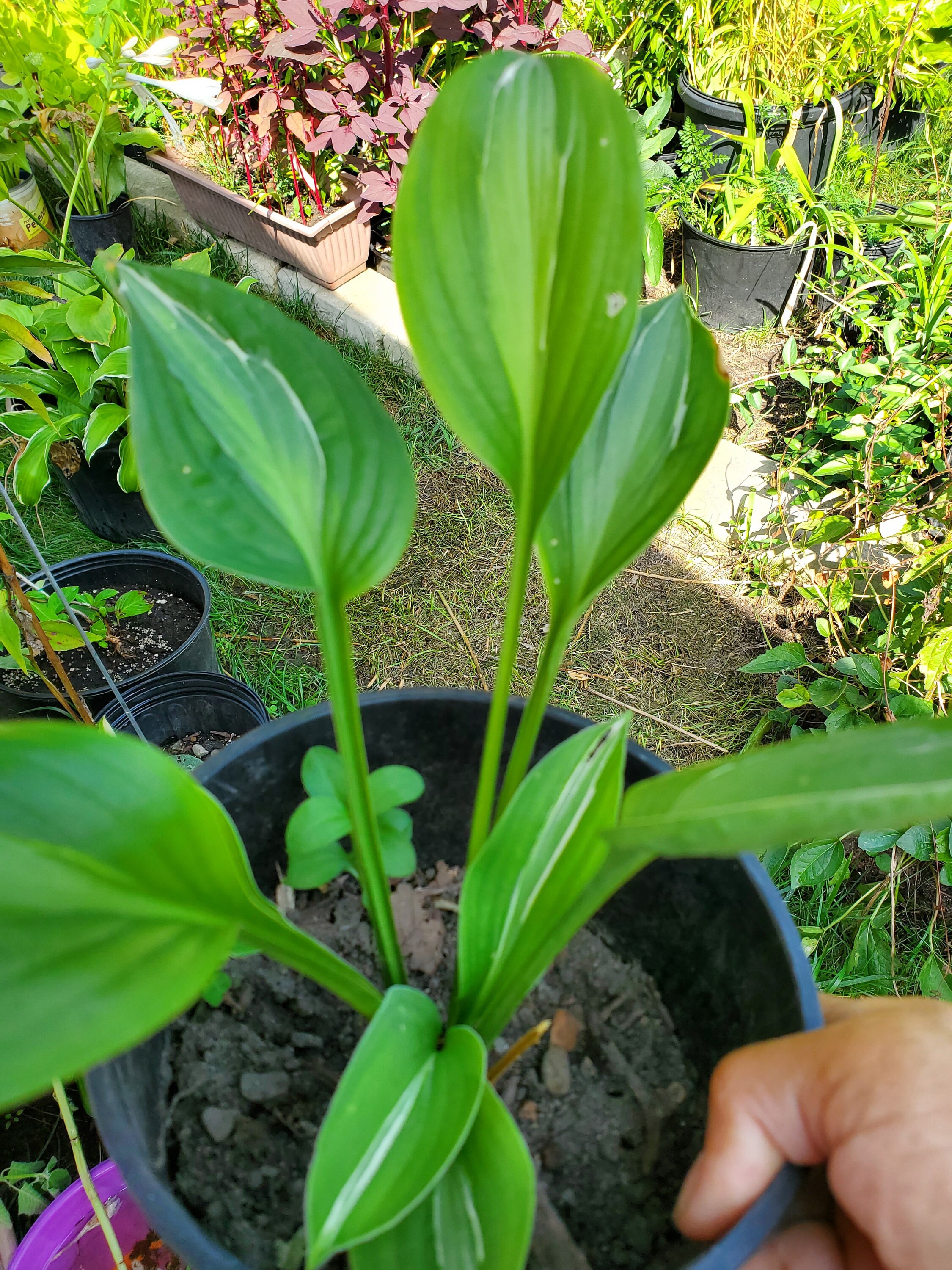 Hosta rare Snake Eyes - Etsy