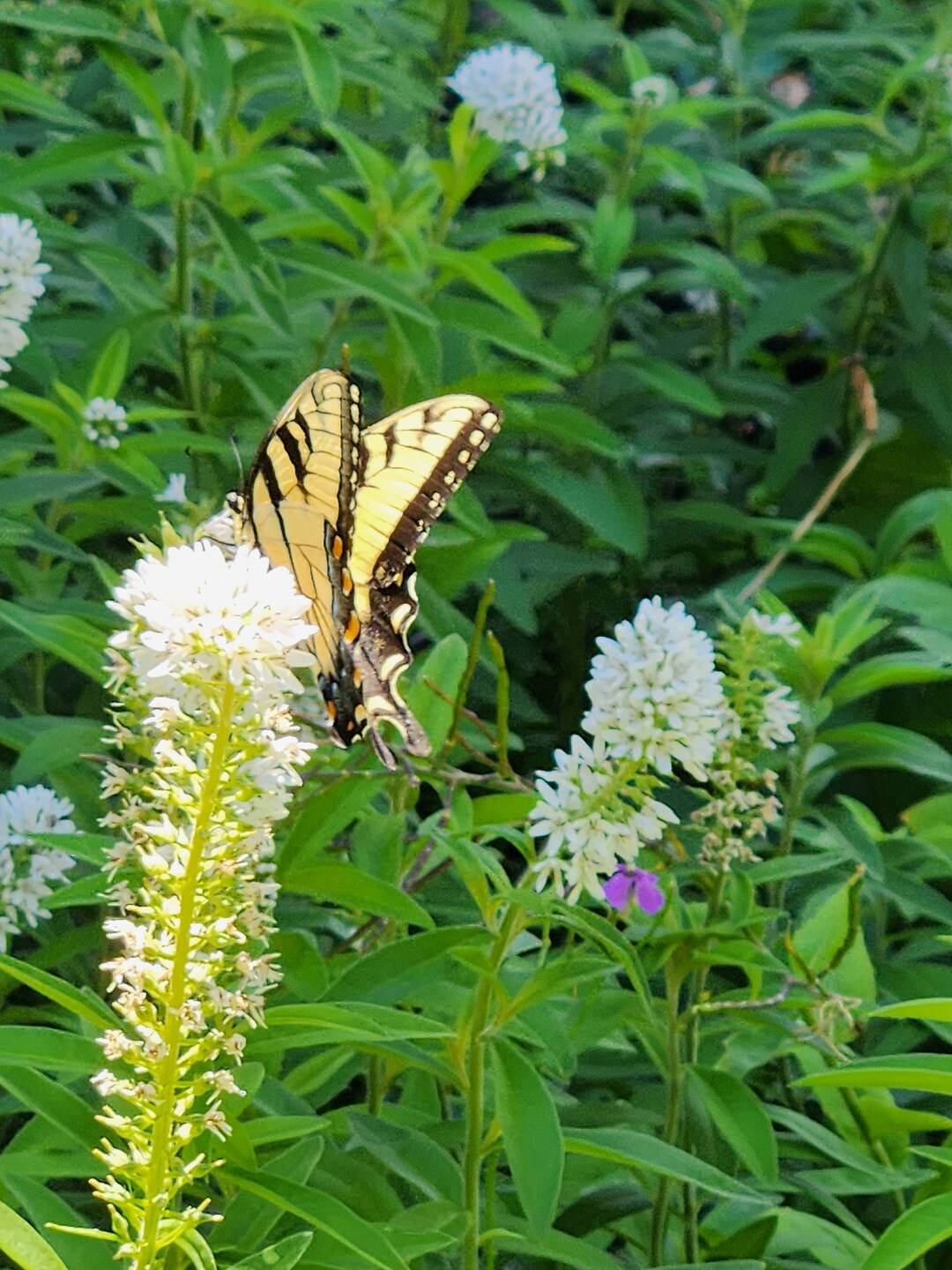 Gooseneck Loosestrife - Lysimachia Clethrodes Plant. (flash Sale) - Etsy