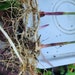 3 Lily of the Valley Fully Developed Pips - Etsy