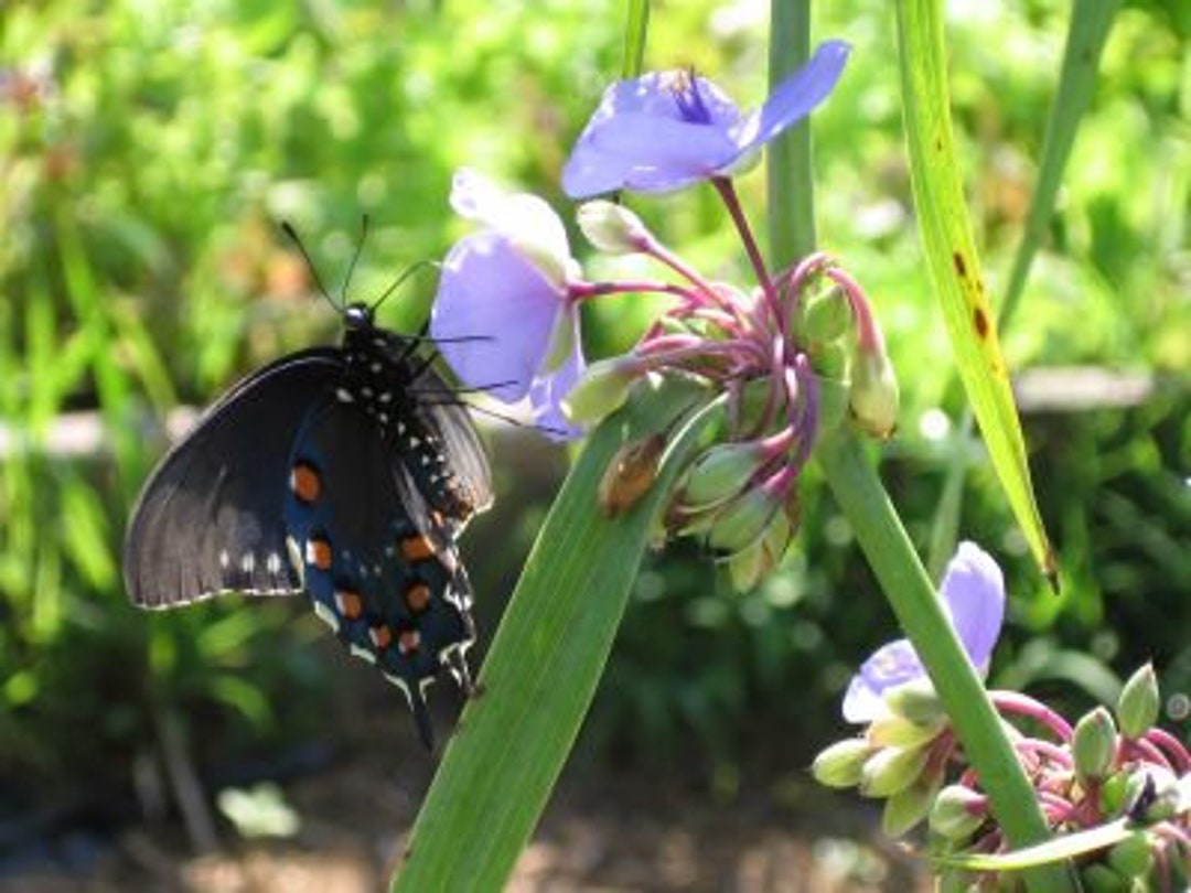 4 Purple Spider Wort Plants pollinator & Medicinal - Etsy