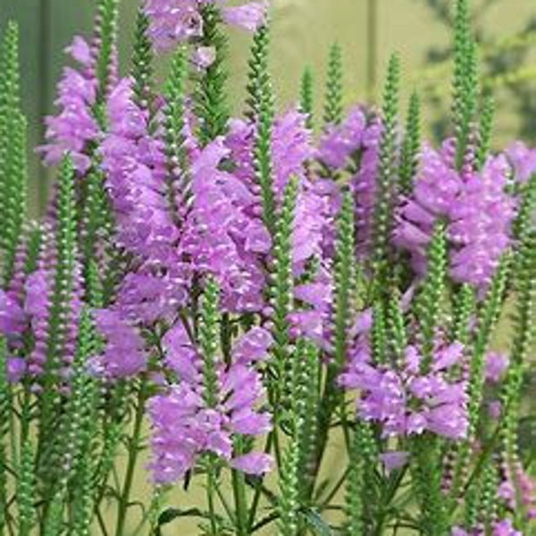 Bee Hummingbird - Etsy