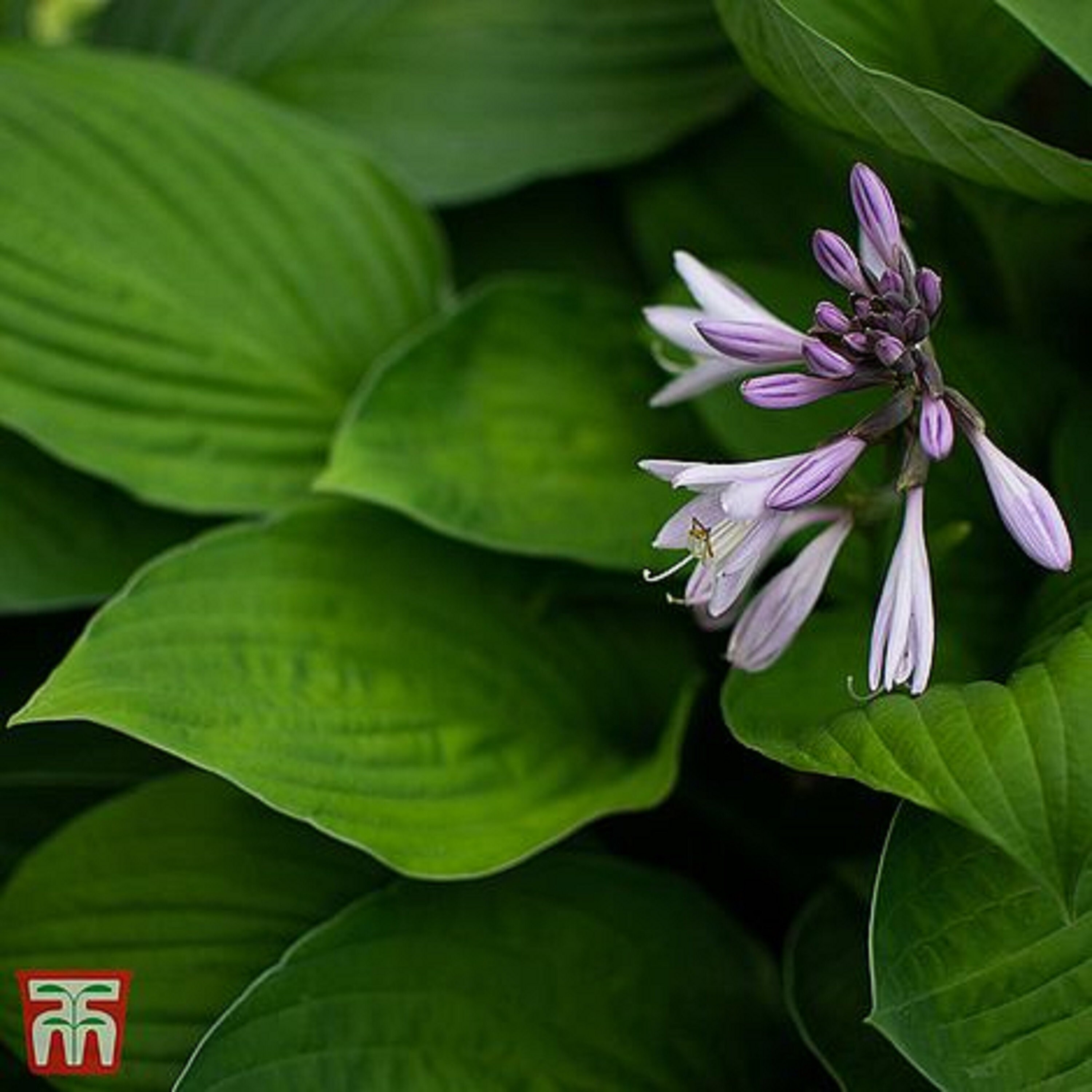 Hosta purple Sensation Beautiful Orchid Like Blooms - Etsy