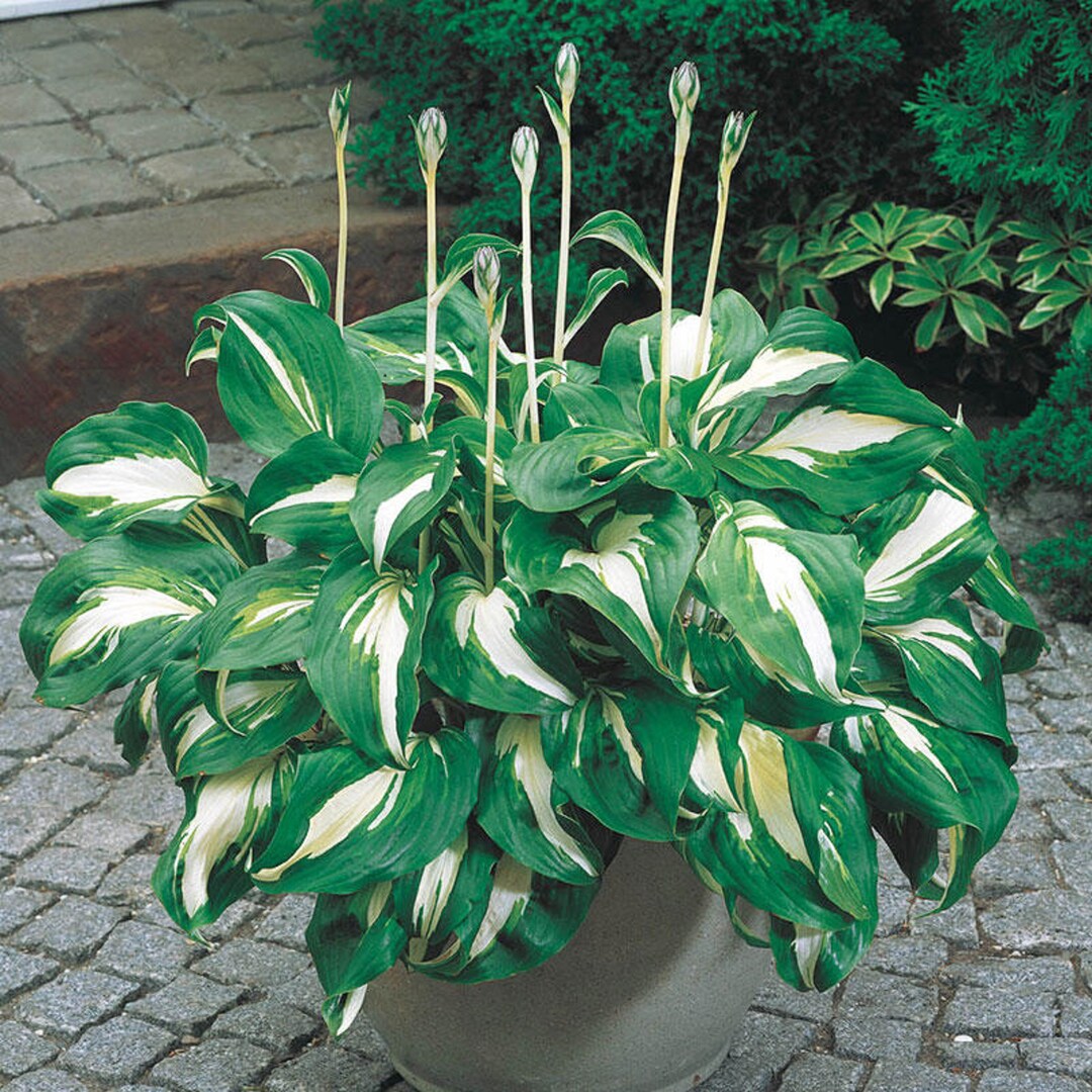 Hosta medio Variegata - Etsy