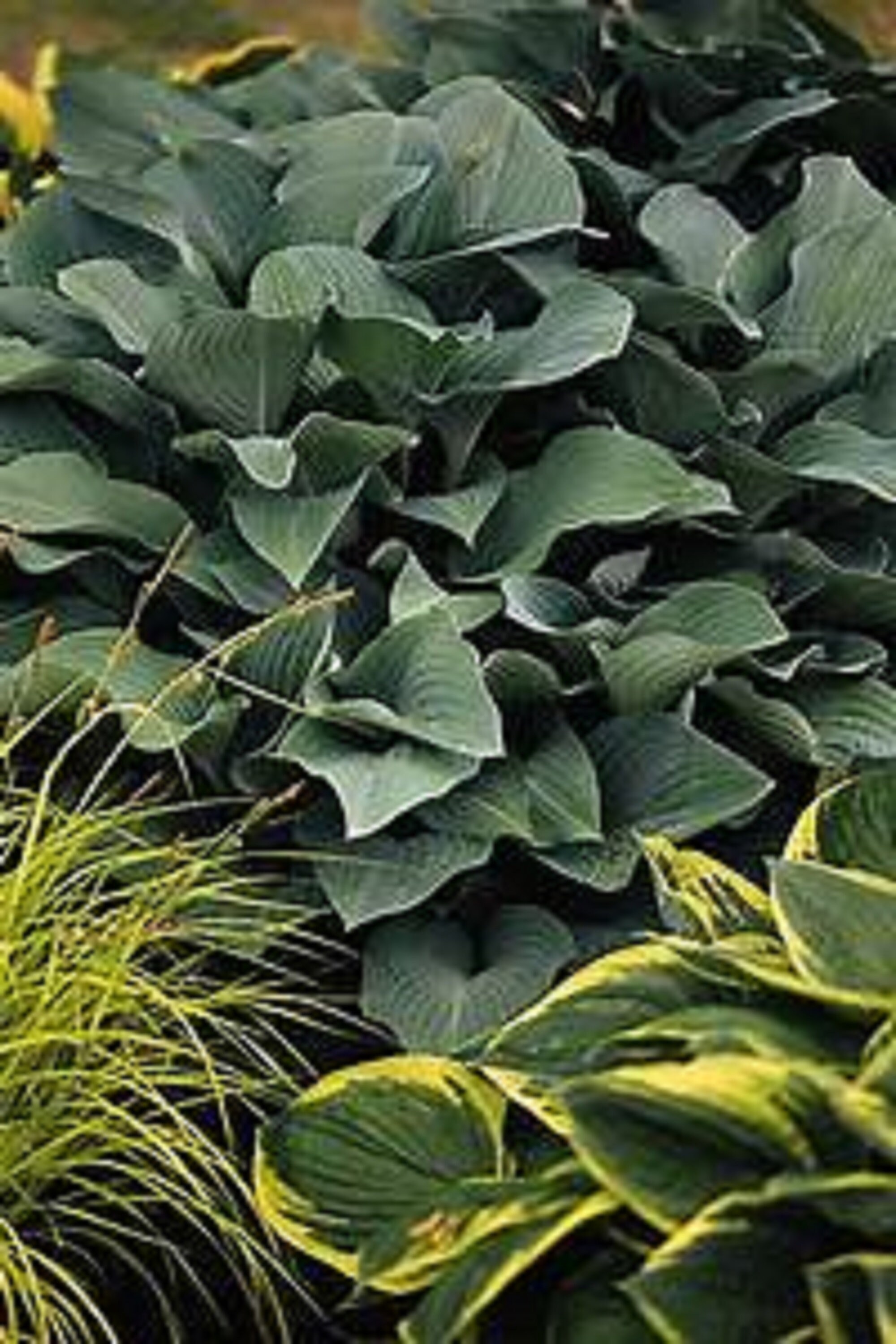 Hosta krossa Regal Elegant great Companion for Creamy Variegated Hostas ...
