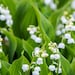 3 Lily of the Valley Fully Developed Pips - Etsy