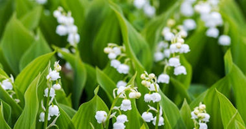 3 Lily of the Valley Fully Developed Pips - Etsy