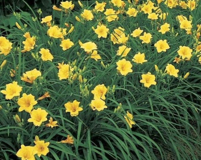 Stella D'oro Daylily - 1 Daylily Fans - Etsy