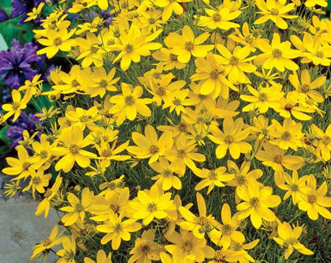 Moonbeam Coreopsis Plant (threadleaf Coreopsis) - Etsy