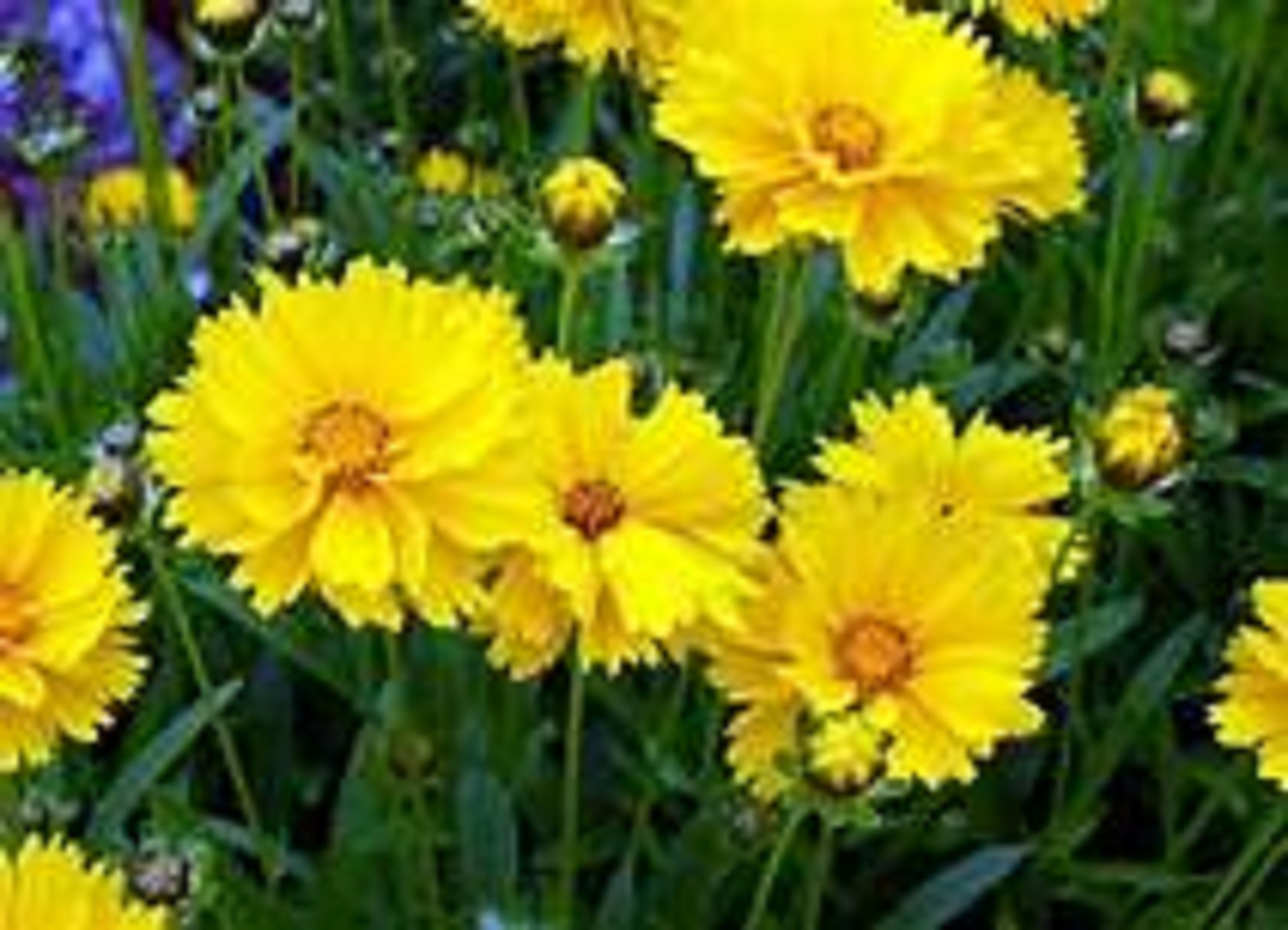 Sunray Coreopsis