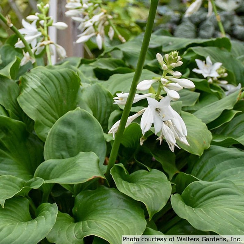 Hosta King - Etsy