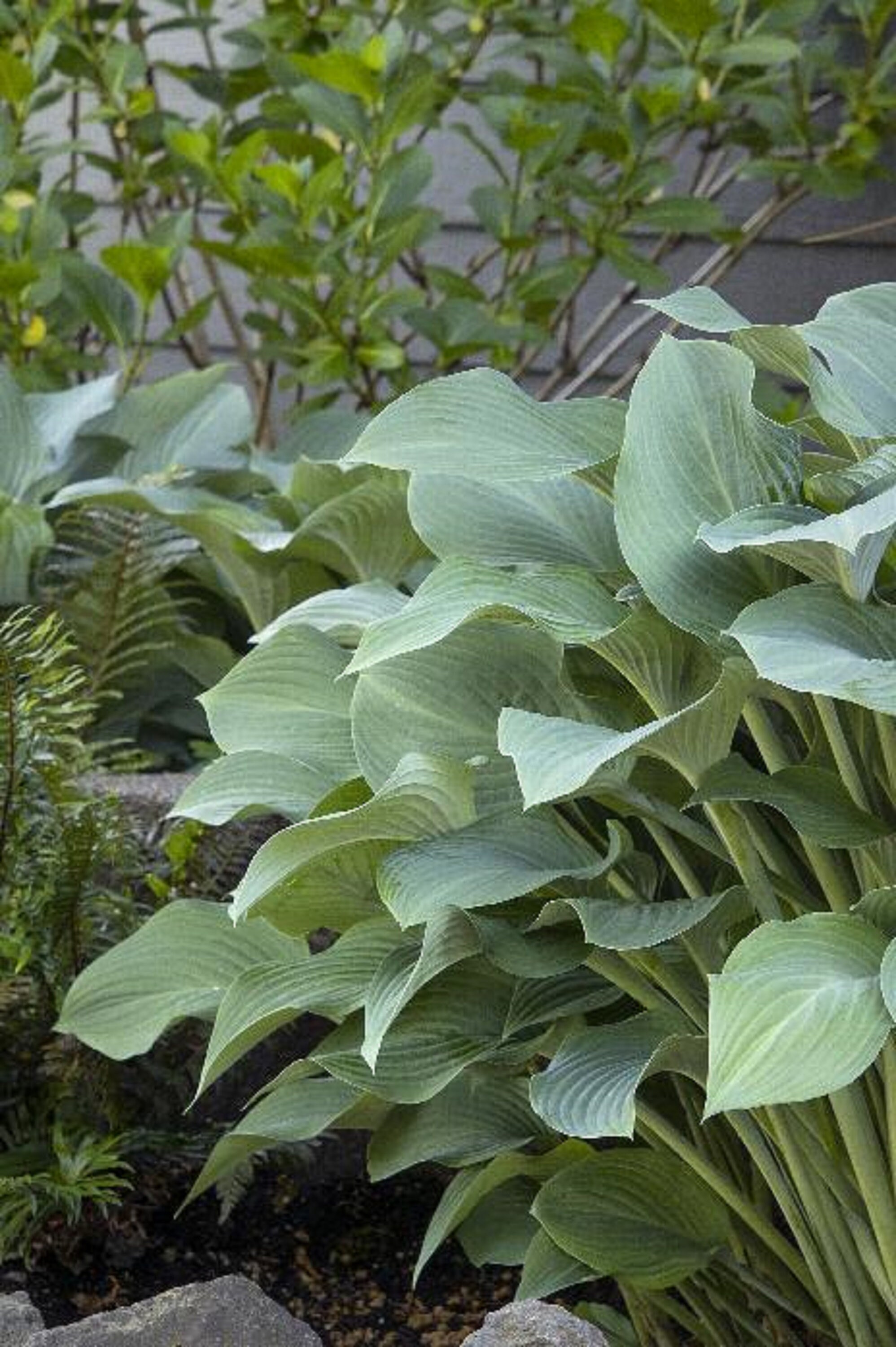 Hosta krossa Regal Elegant great Companion for Creamy Variegated Hostas ...