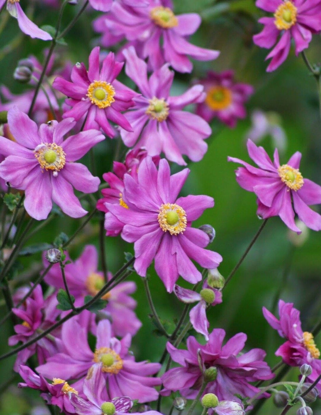 Order Now for Fall Blooms! Japanese Double Anemone "fall in Love Sweetly" - Etsy