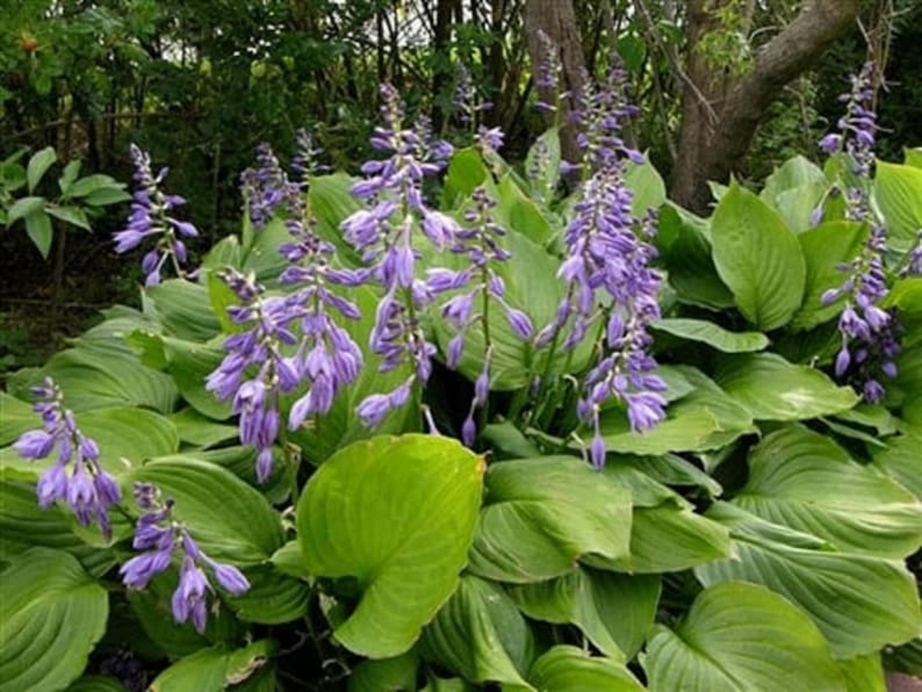 Hosta purple Sensation Beautiful Orchid Like Blooms - Etsy