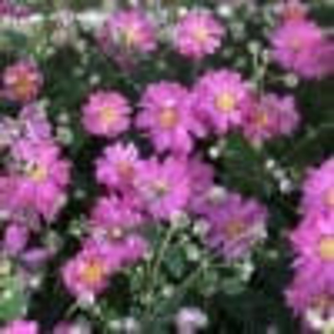 Order Now for Fall Blooms Japanese Double Anemone fall in Love Sweetly ...