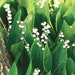 3 Lily of the Valley Fully Developed Pips - Etsy
