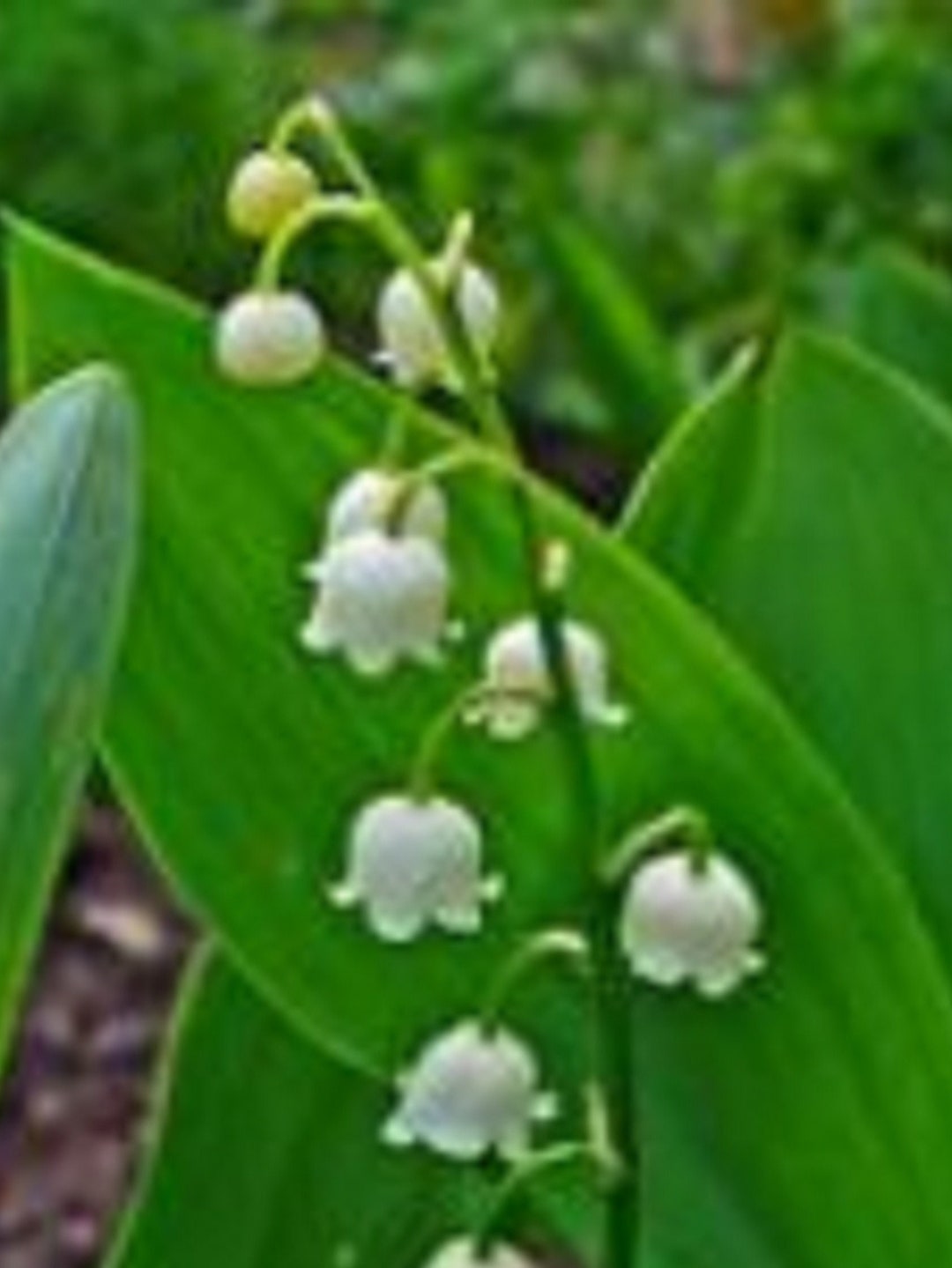 3 Lily of the Valley Fully Developed Pips - Etsy