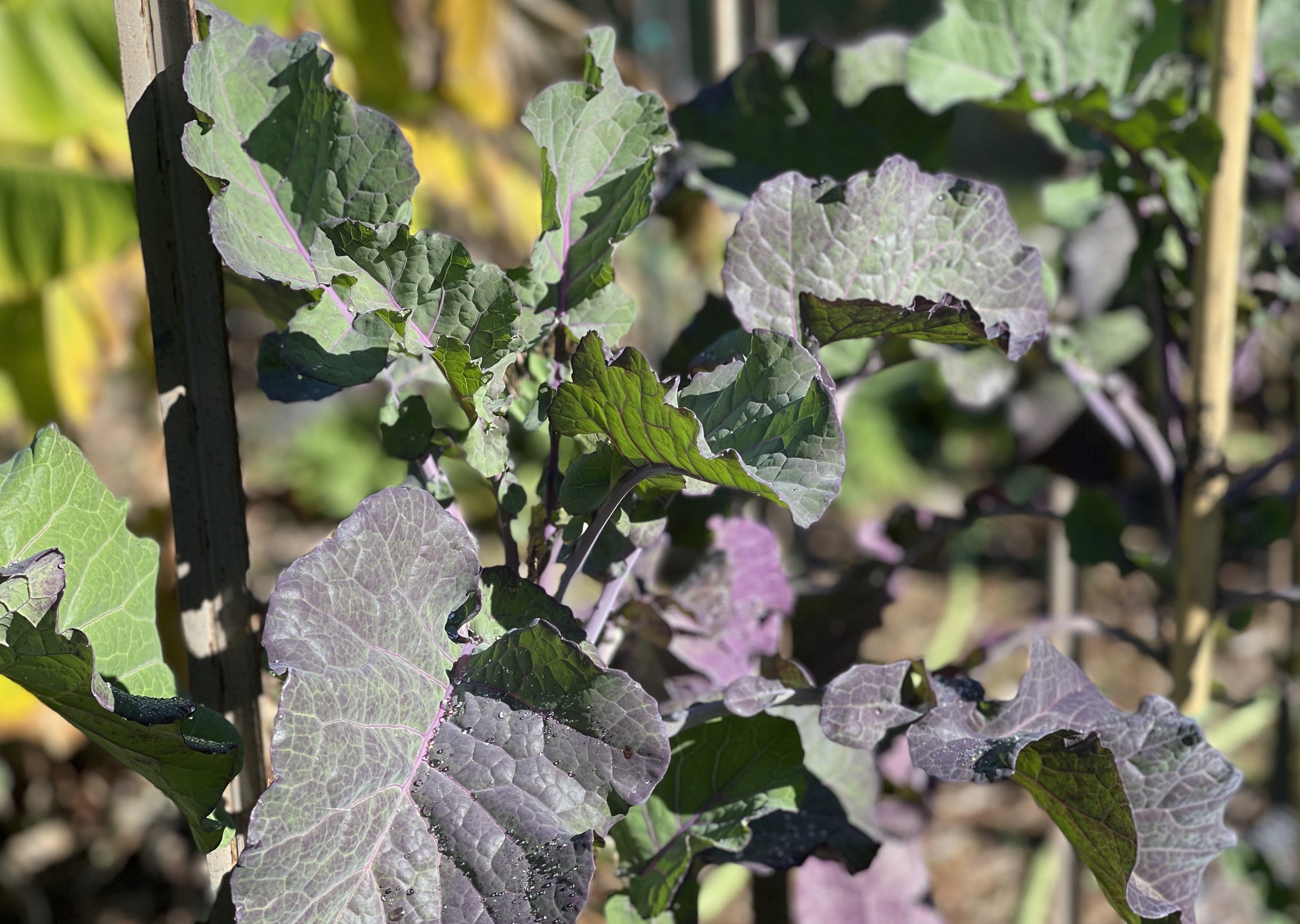 PERMA KALES & COLLARDS - Brassica Buffet (seed Packet of Approx 15 ...