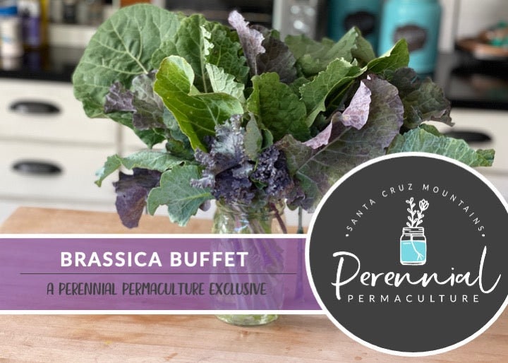 PERMA KALES & COLLARDS - Brassica Buffet (seed Packet of Approx 15 ...
