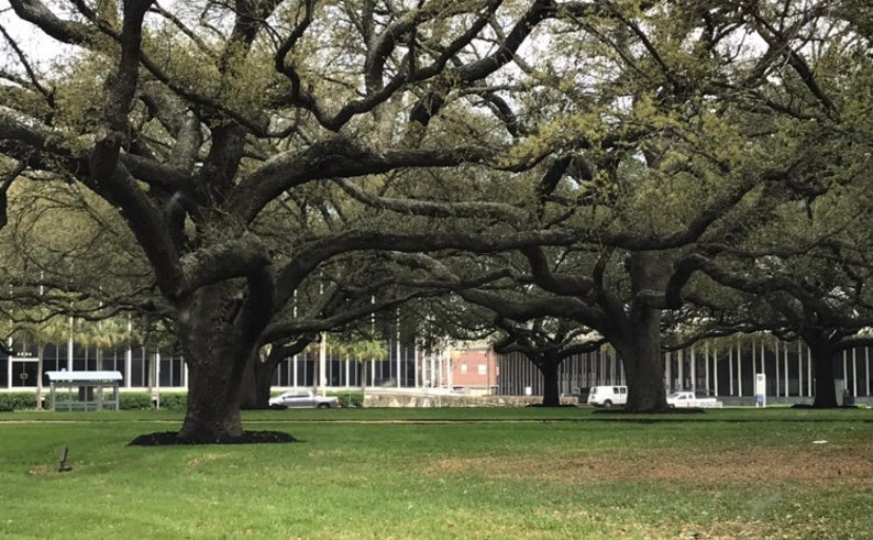 Big Oak Trees Houston Digital Download Photography Instant Download - Etsy