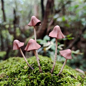 Mushroom Terrarium Psychedelic Shrooms, Plant Decor Brown Tiny ...