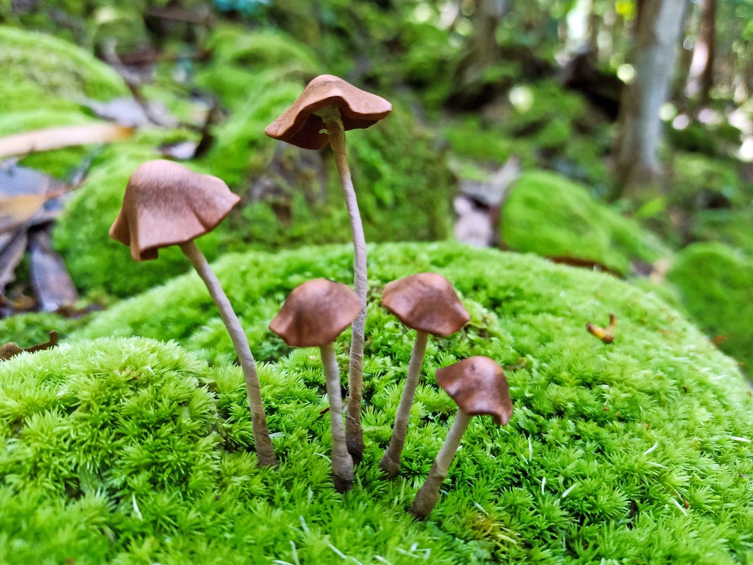 Mushroom Terrarium Psychedelic Shrooms, Plant Decor Brown Tiny ...