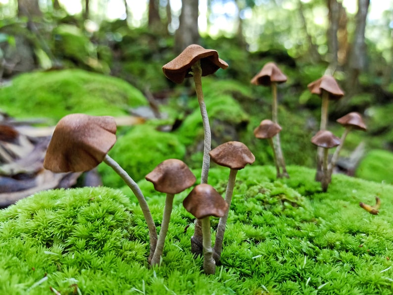 Mushroom Terrarium Psychedelic Shrooms Plant Decor Brown Tiny - Etsy