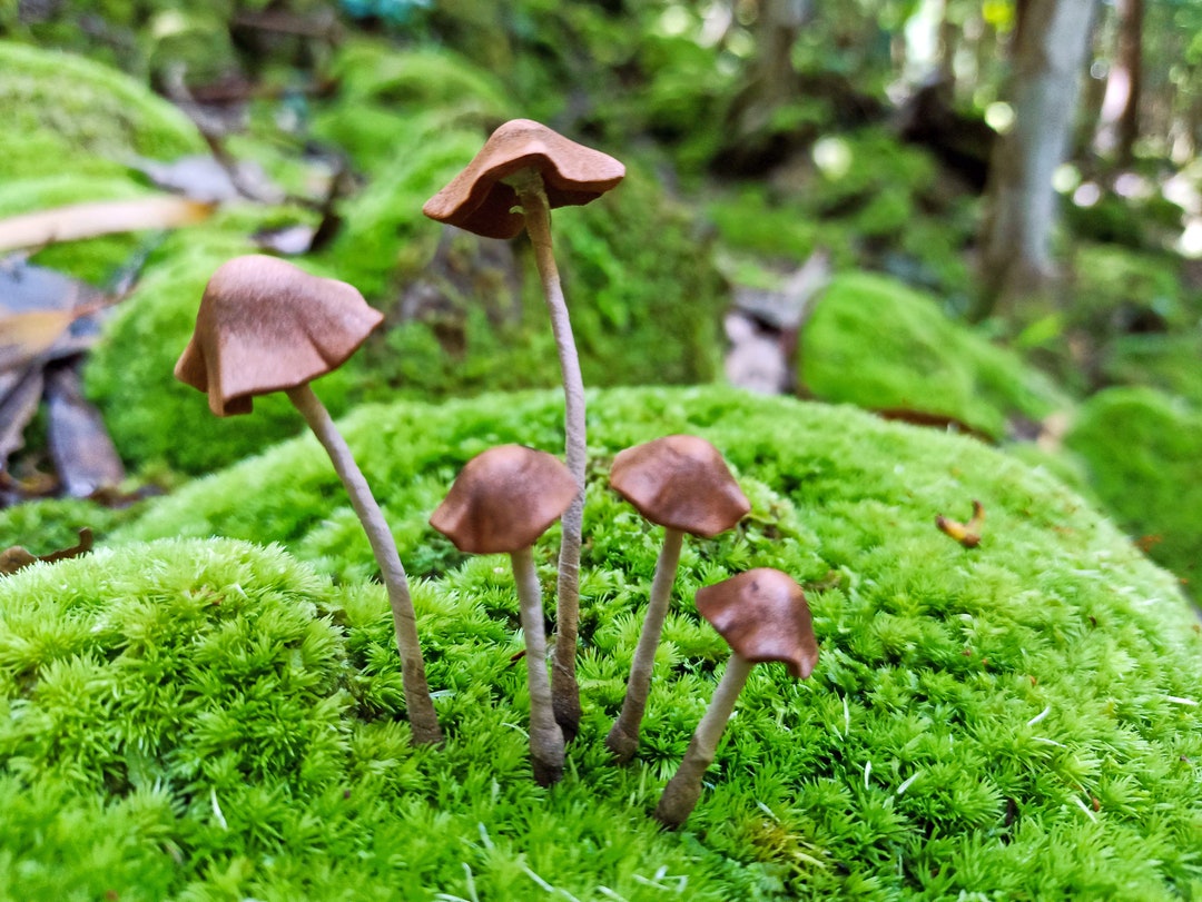 Mushroom Terrarium Psychedelic Shrooms Plant Decor Brown Tiny - Etsy
