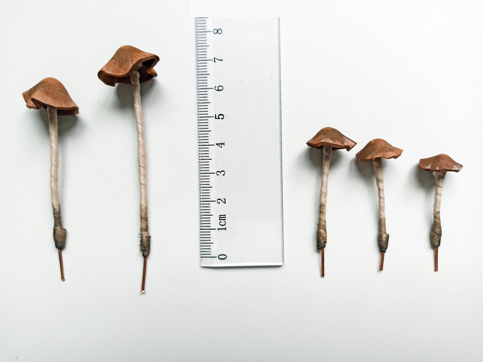 Mushroom Terrarium Psychedelic Shrooms, Plant Decor Brown Tiny ...